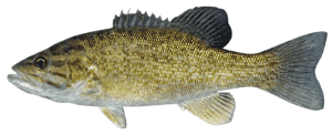 How To Catch Spotted Bass - Identification, Techniques and Lures - USAngler