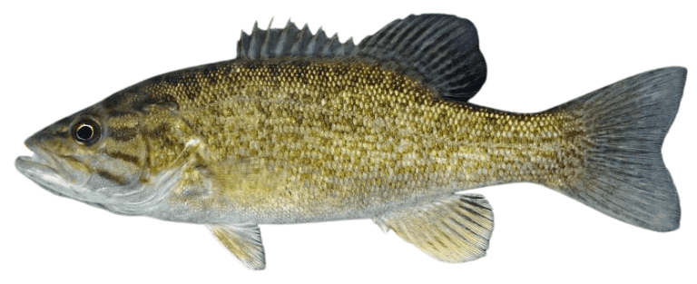 How To Catch Spotted Bass - Identification, Techniques and Lures - USAngler