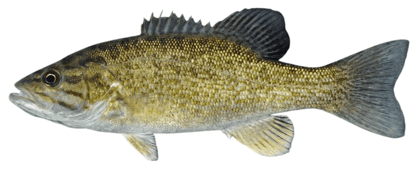 Smallmouth Bass Basics: Everything You Need to Know - USAngler