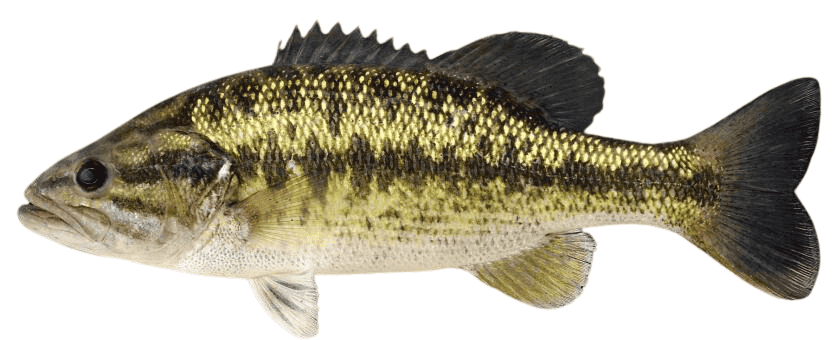 How To Catch Spotted Bass - Identification, Techniques and Lures - USAngler
