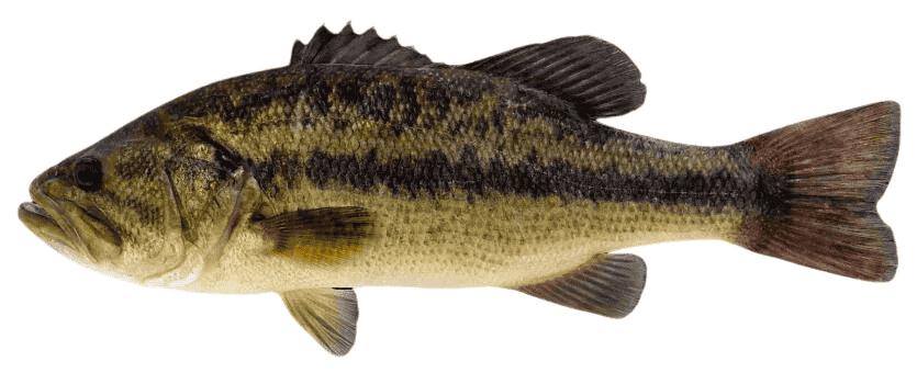 How To Catch Spotted Bass - Identification, Techniques and Lures - USAngler