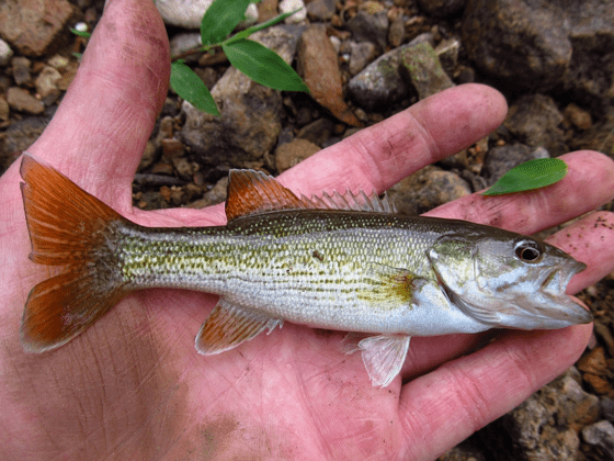 Redeye Bass