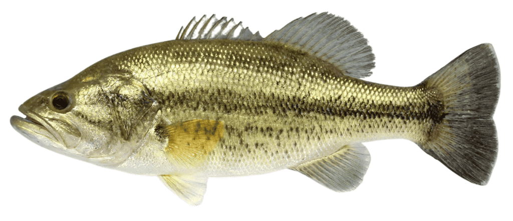 How To Catch Spotted Bass - Identification, Techniques and Lures - USAngler