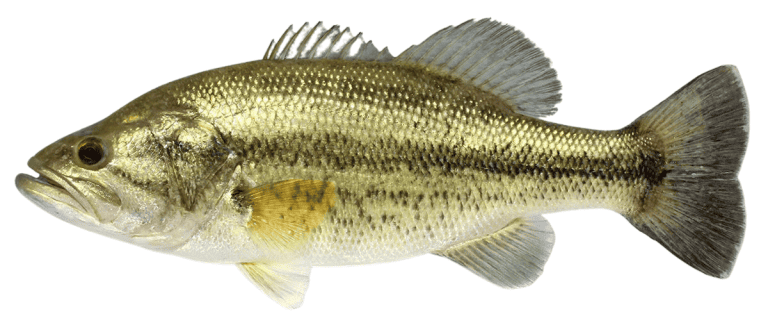 How To Catch Spotted Bass - Identification, Techniques and Lures - USAngler