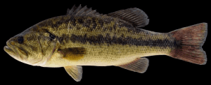 Redeye Bass