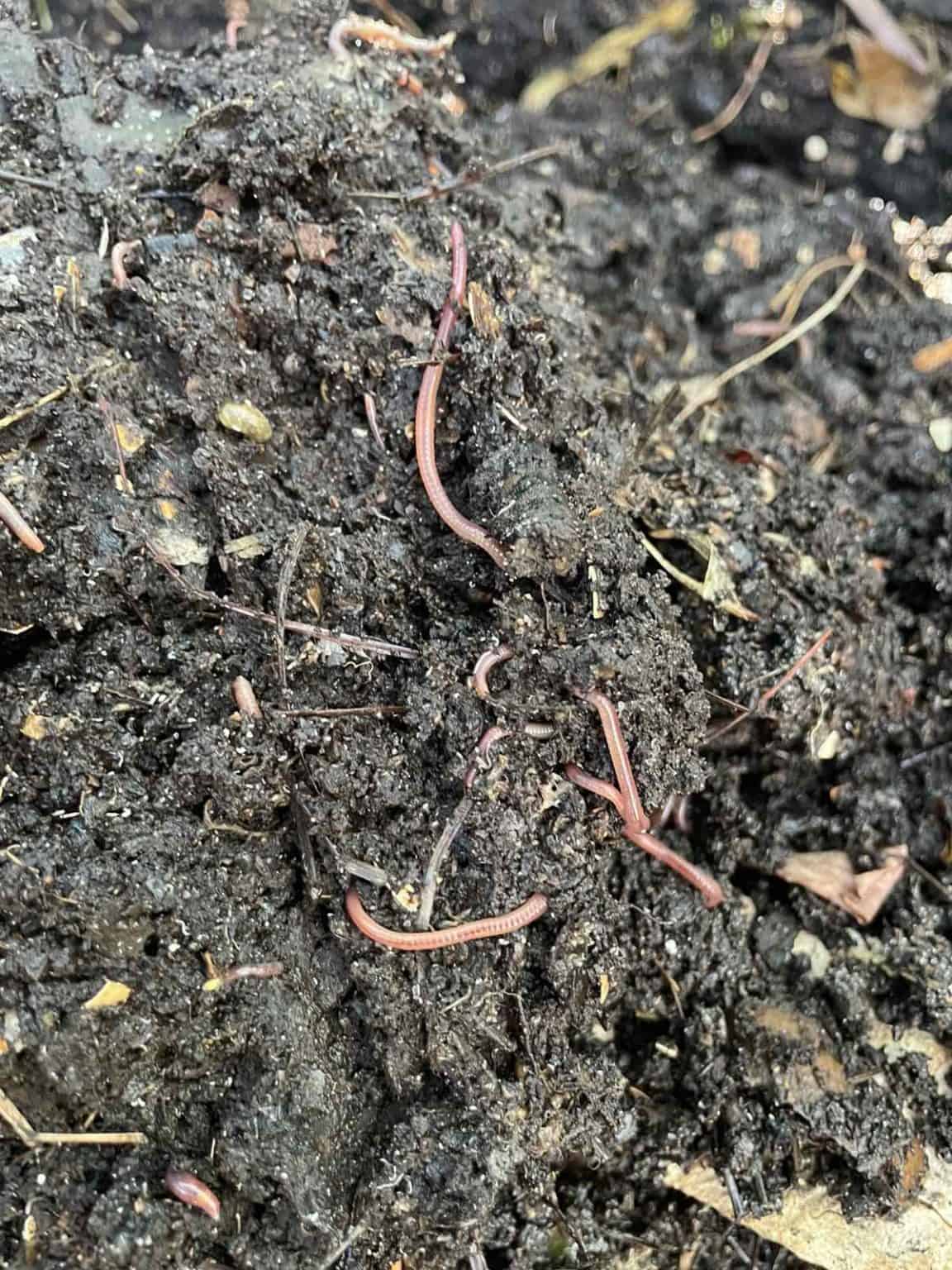 How to Raise Your Own Nightcrawlers: DIY Live Bait - USAngler