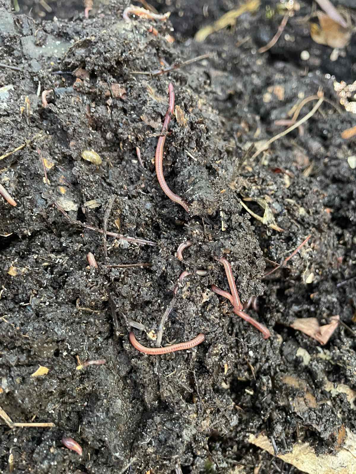 How to Raise Your Own Nightcrawlers: DIY Live Bait - USAngler