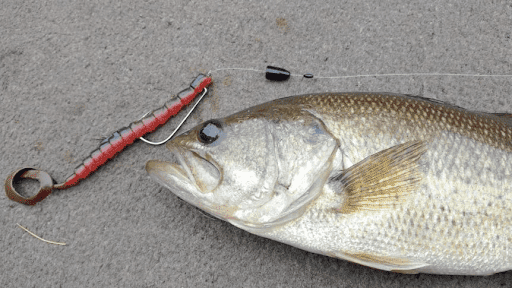 Ned Rig vs Texas Rig: Which Rig is Right for You? - USAngler