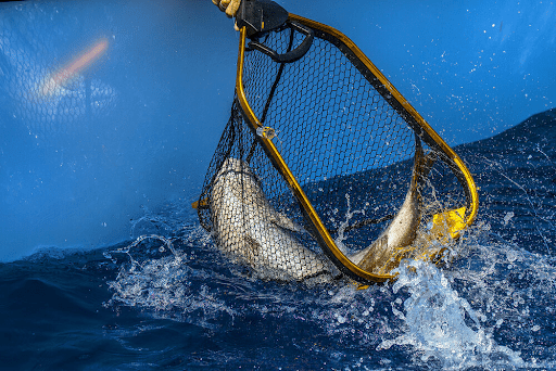 Best Kayak Fishing Net - Landing Your Catch In 2025 - USAngler