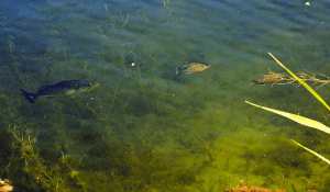 The Best Senko Colors to Catch More Bass - USAngler