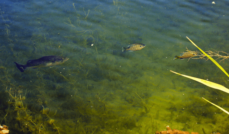 The Best Senko Colors to Catch More Bass - USAngler