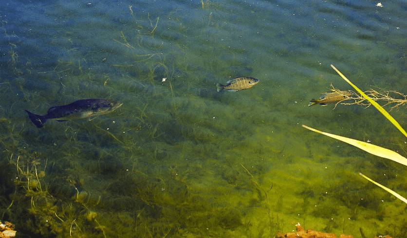 The Best Senko Colors to Catch More Bass - USAngler