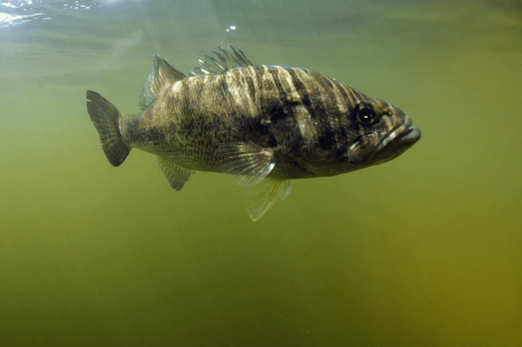 The Best Senko Colors to Catch More Bass - USAngler