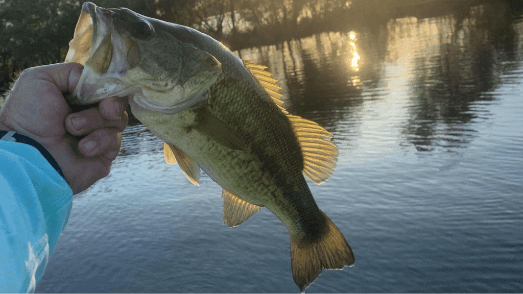 How to Hold a Bass: The Right Technique Explained - USAngler