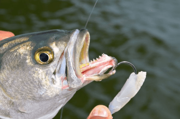 How to Handle and Release Fish: The Right Way Explained - USAngler