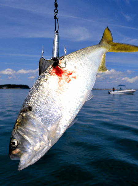 Is Snagging Fish Legal? - USAngler