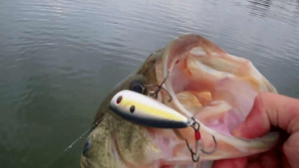 How to Rig and Fish a Popper: The Basics Explained for New Anglers ...