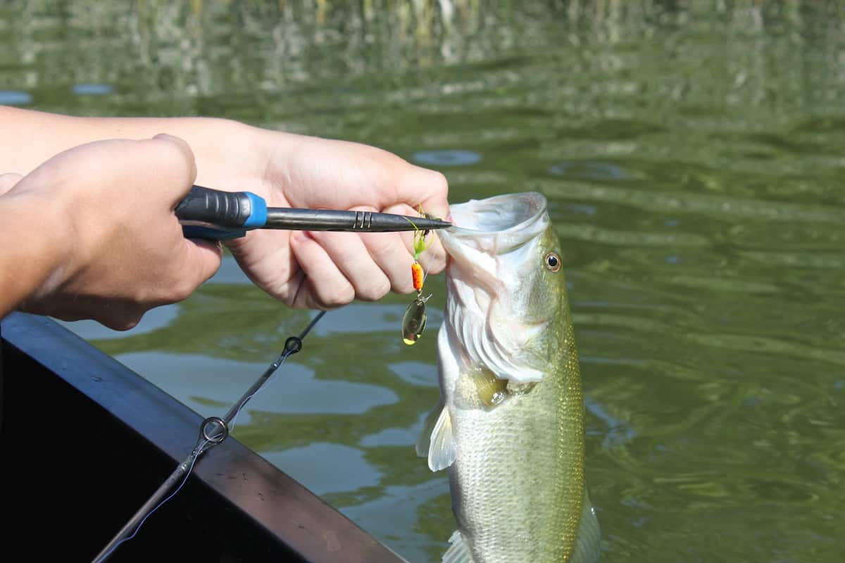 How to Rig and Fish a Rooster Tail: Everything You Need to Know - USAngler