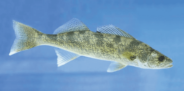Zander vs. Walleye: Can You Tell the Difference? - USAngler