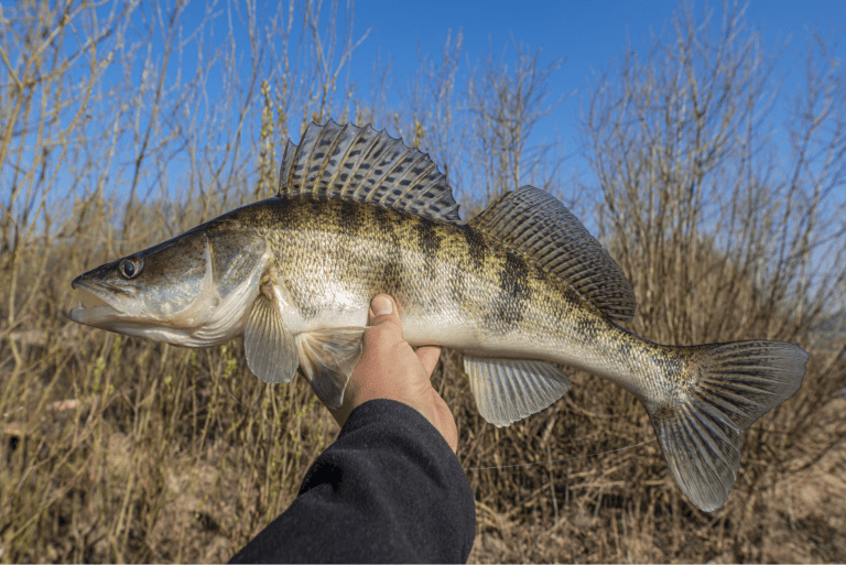 Zander vs. Walleye: Can You Tell the Difference? - USAngler