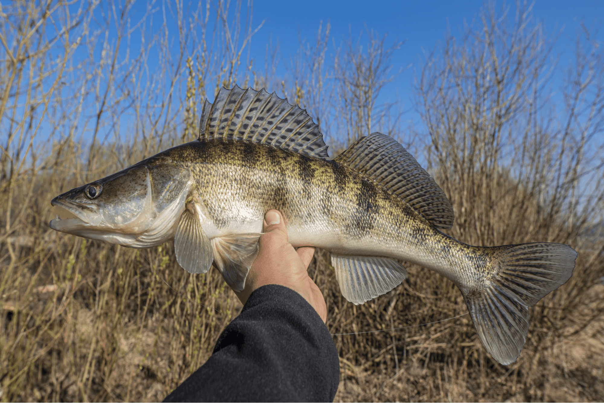 Zander vs. Walleye: Can You Tell the Difference? - USAngler