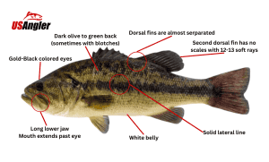 Largemouth Bass: Identification, Behavior Basics, and Best Lures and ...