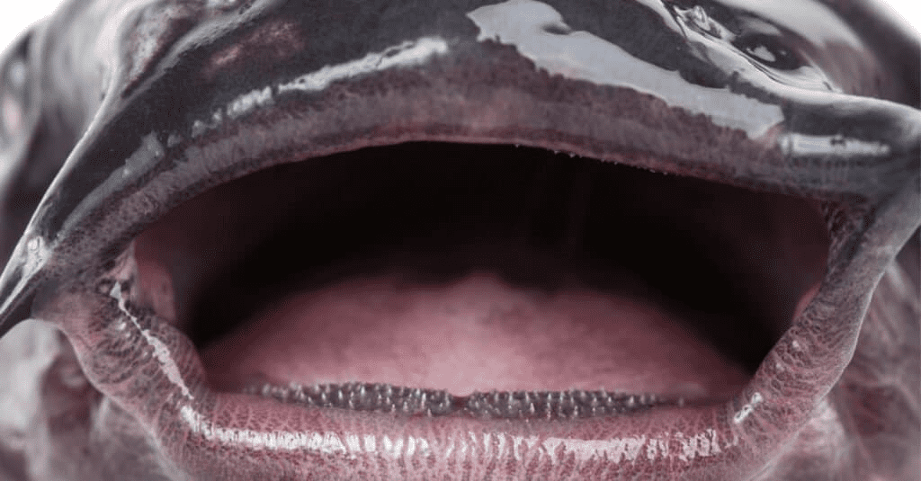 Do Fish Bite? - All You Need To Know For The Most Common Species - USAngler