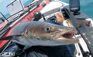 Do Fish Bite? - All You Need To Know For The Most Common Species - USAngler