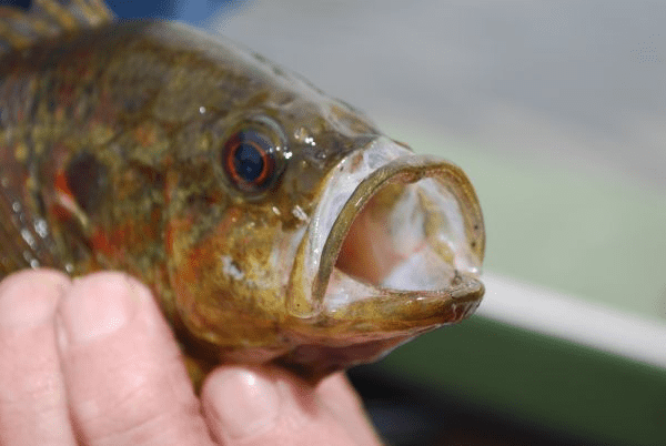 Do Fish Bite? - All You Need To Know For The Most Common Species - USAngler
