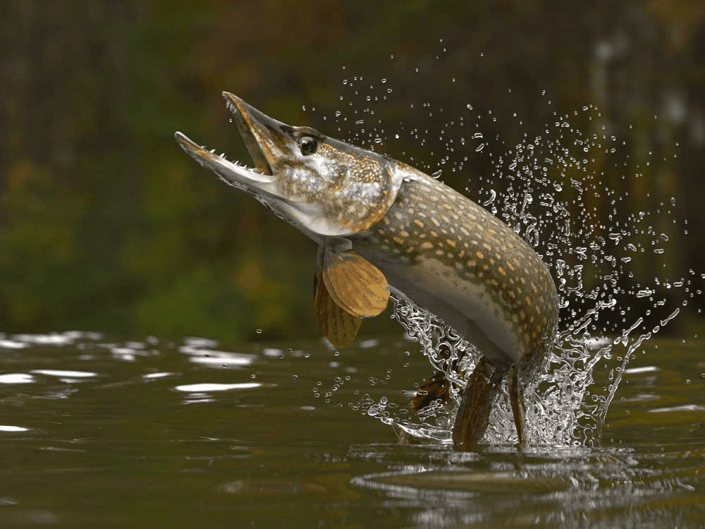 Do Fish Bite? - All You Need To Know For The Most Common Species - USAngler