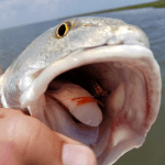 Do Fish Bite? - All You Need To Know For The Most Common Species - USAngler