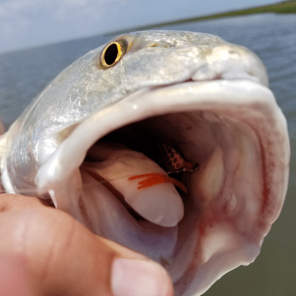 Do Fish Bite? - All You Need To Know For The Most Common Species - USAngler