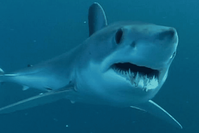 Do Fish Bite? - All You Need To Know For The Most Common Species - USAngler