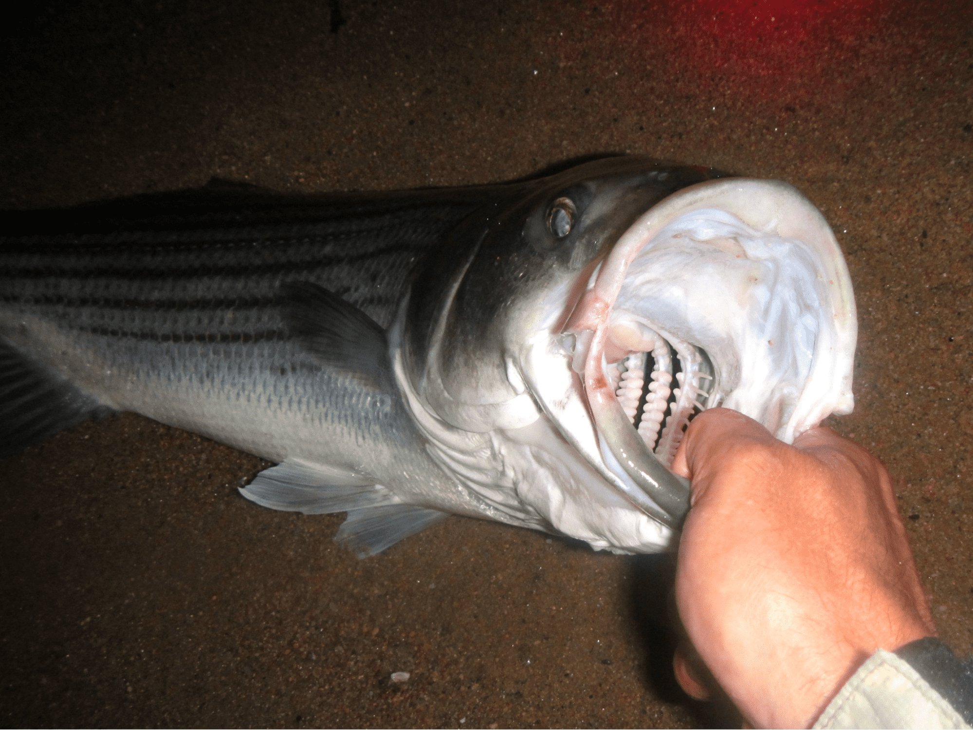 Do Fish Bite? - All You Need To Know For The Most Common Species - USAngler