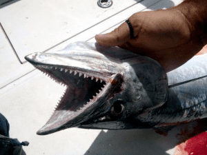 Do Fish Bite? - All You Need To Know For The Most Common Species - USAngler