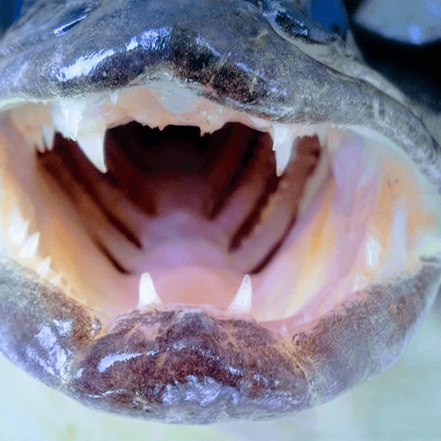 Do Fish Bite? - All You Need To Know For The Most Common Species - USAngler