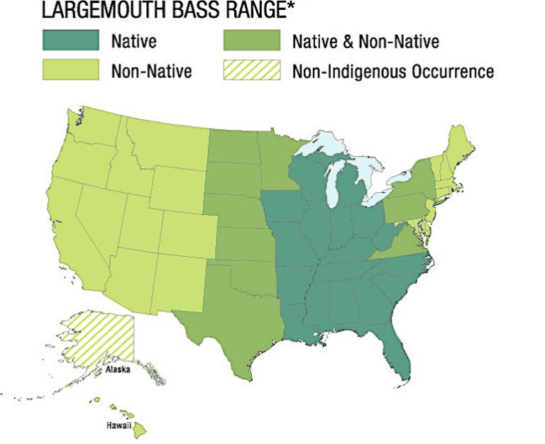 Largemouth Bass: Identification, Behavior Basics, and Best Lures and ...