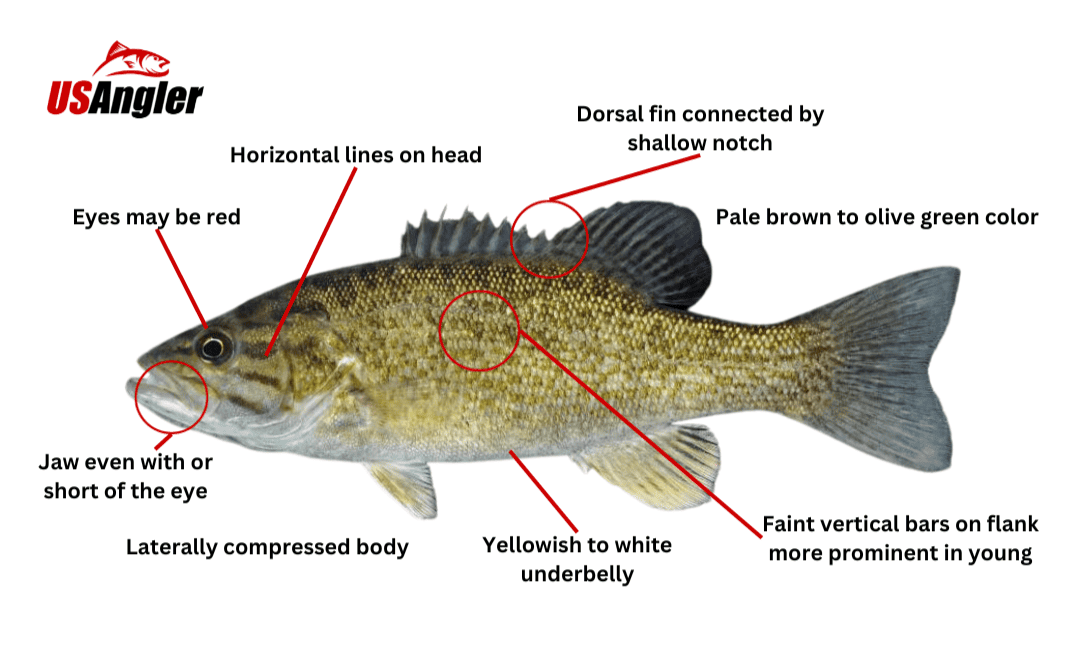 Smallmouth Bass Basics: Everything You Need to Know - USAngler