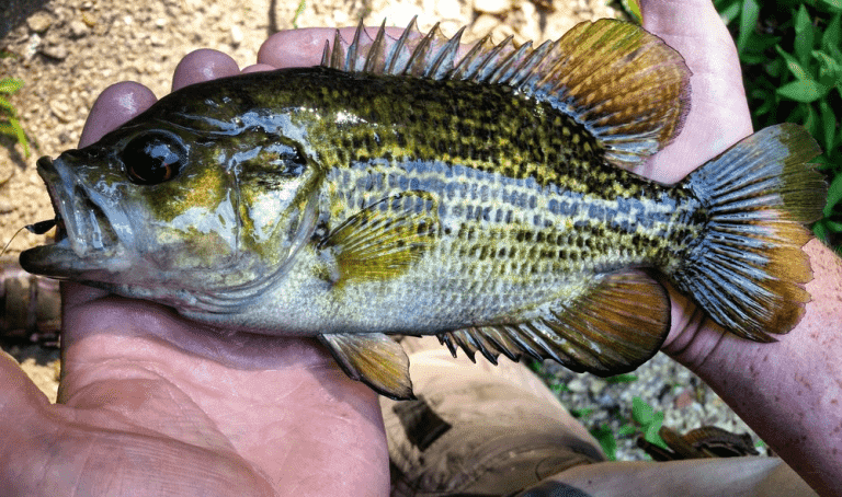 Rock Bass vs. Smallmouth Bass: A Guide to Easy Identification - USAngler