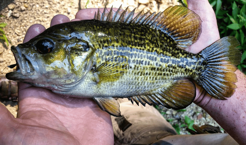Rock Bass vs. Smallmouth Bass: A Guide to Easy Identification - USAngler