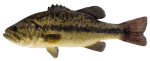 Largemouth Bass: Identification, Behavior Basics, and Best Lures and ...