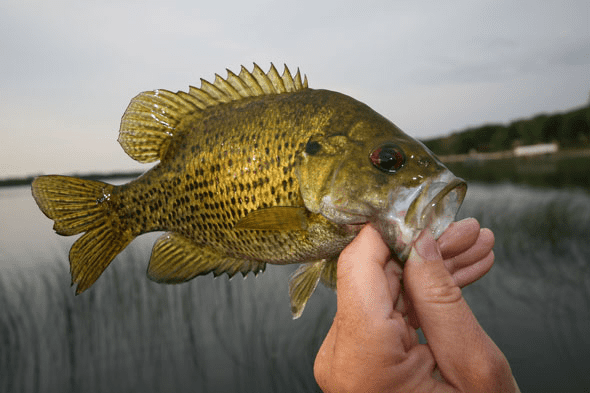 Rock Bass vs. Smallmouth Bass: A Guide to Easy Identification - USAngler