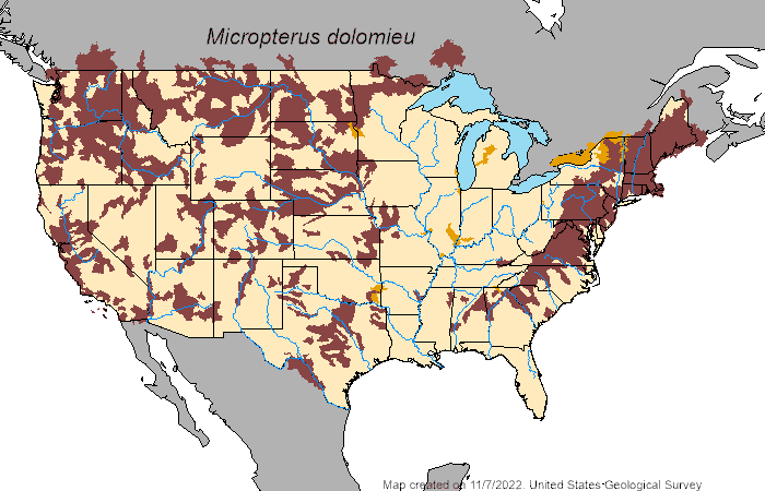 Smallmouth Bass Basics: Everything You Need to Know - USAngler