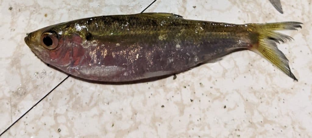 Types of Shad: Identification & Behavior - USAngler