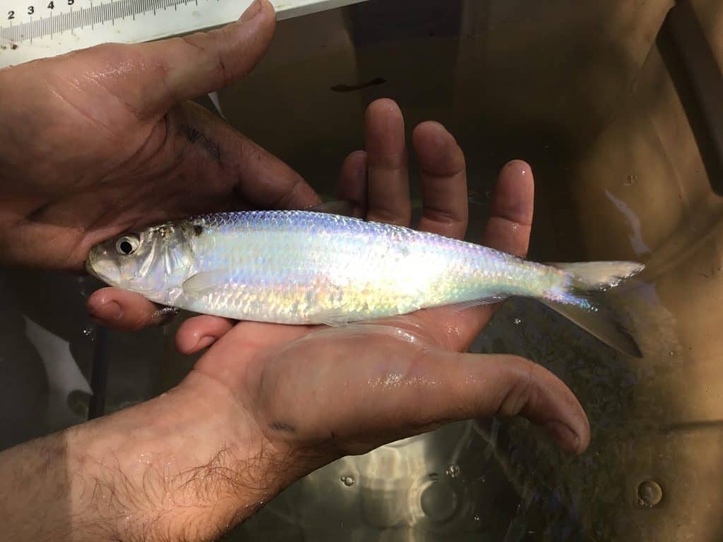Types of Shad: Identification & Behavior - USAngler