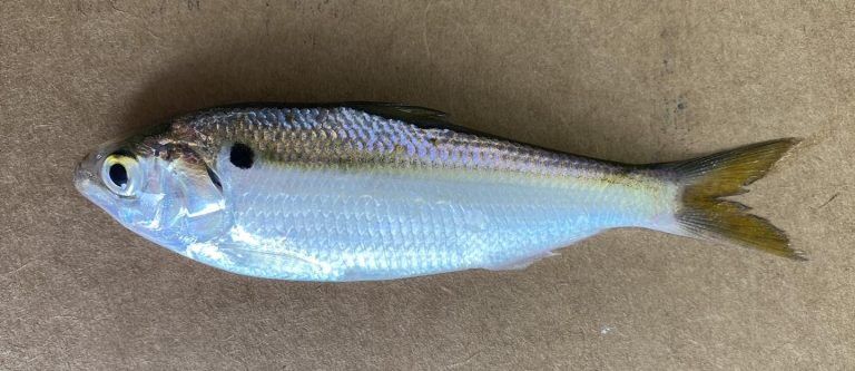 Types of Shad: Identification & Behavior - USAngler