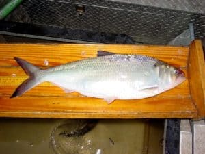 Types of Shad: Identification & Behavior - USAngler