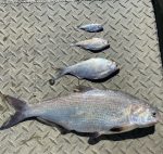 Types of Shad: Identification & Behavior - USAngler