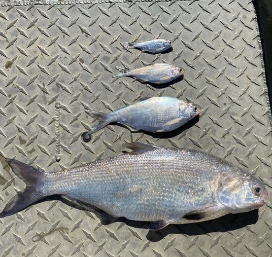 Types of Shad: Identification & Behavior - USAngler