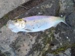 Types of Shad: Identification & Behavior - USAngler